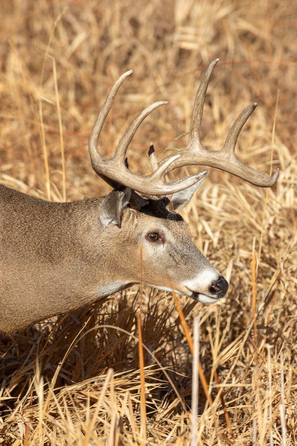 Whitetail Deer Buck in Fall Stock Photo - Image of fall, buck: 171680330