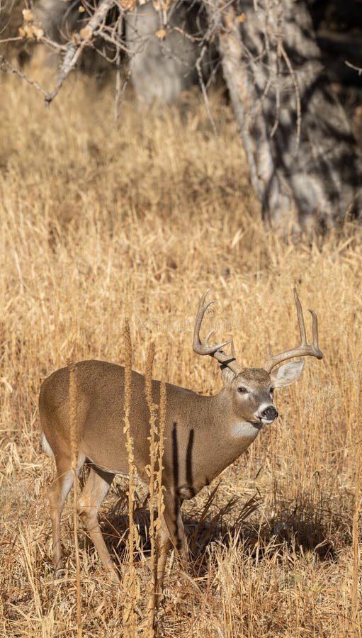 Whitetail Deer Buck in Autumn Stock Image - Image of animal, wildlife ...