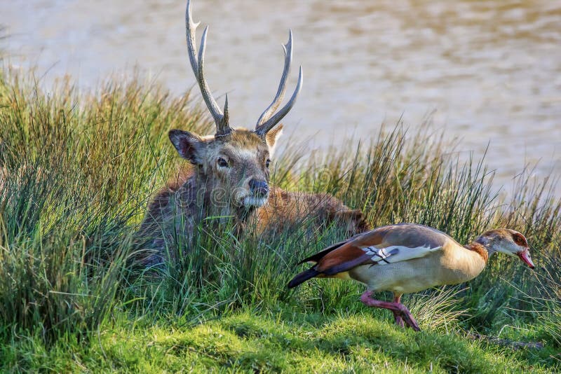 Whitetail Deer Buck and a Duck Stock Image - Image of duck, lake: 51169593