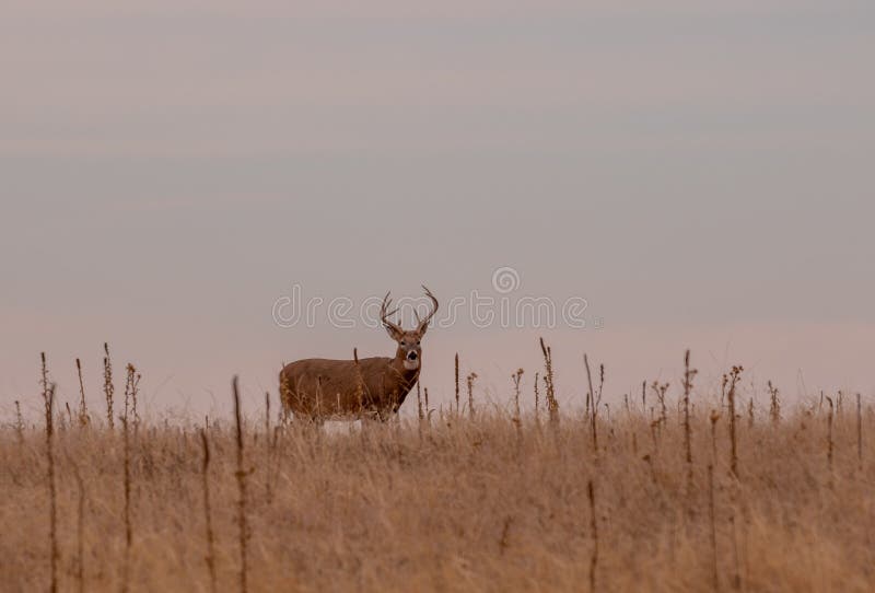 Whitetail Deer Buck in Fall in Colorado Stock Photo - Image of autumn ...