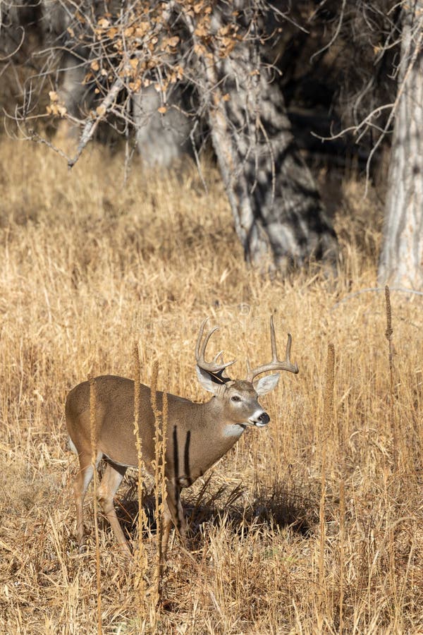 Whitetail Deer Buck in Fall Stock Photo - Image of wildlife, wild ...