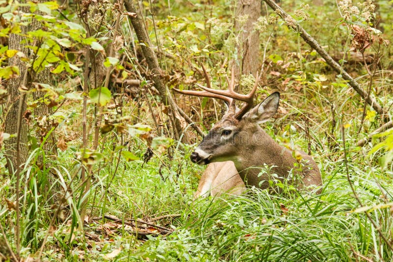 Bedded Whitetail Deer Fawn stock photo. Image of wildlife - 34000148