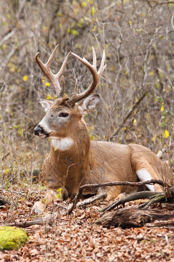 Whitetail Deer Buck Fall Rut Stock Photo - Image of strong, animal ...