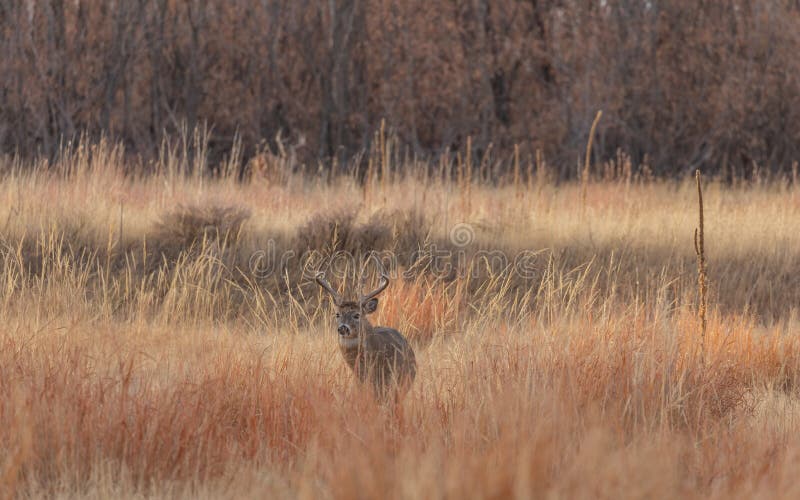 Whitetail Deer Buck in Fall Stock Image - Image of fall, rutting: 166109729
