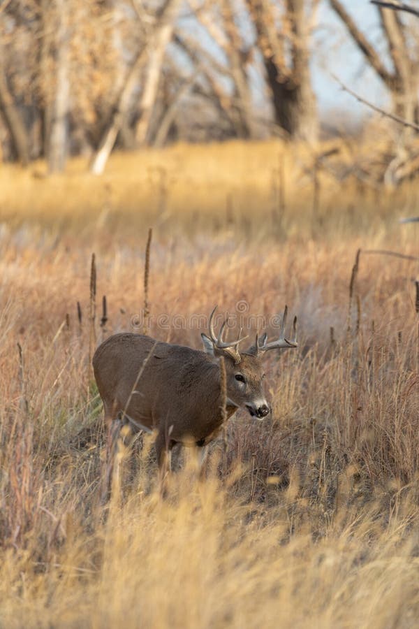 Whitetail Deer Buck in Fall Stock Image - Image of rutting, deer: 169297055