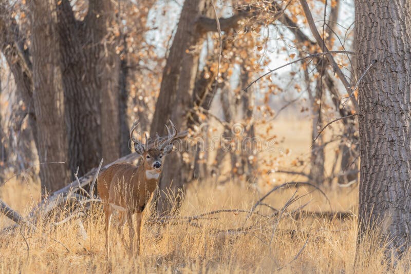 Whitetail Deer Buck in the Fall Rut Stock Image - Image of whitetail ...