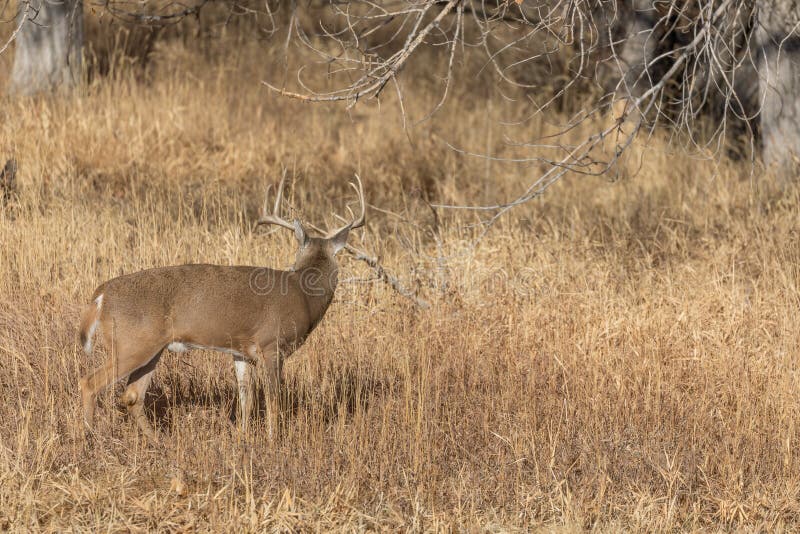 Whitetail Deer Buck in Fall Stock Image - Image of wild, deer: 172004823
