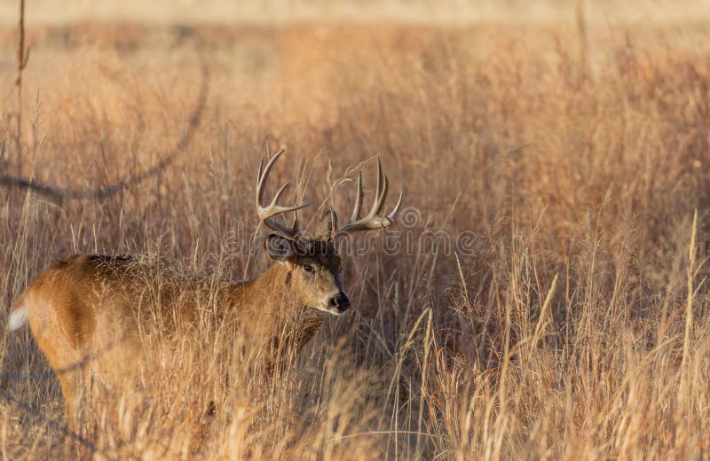 Whitetail Deer Buck in Fall Stock Photo - Image of mammal, buck: 178214908
