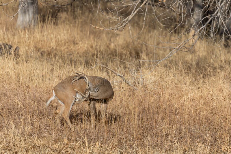 Buck Whitetail Deer in Autumn Stock Image - Image of mammal, deer ...