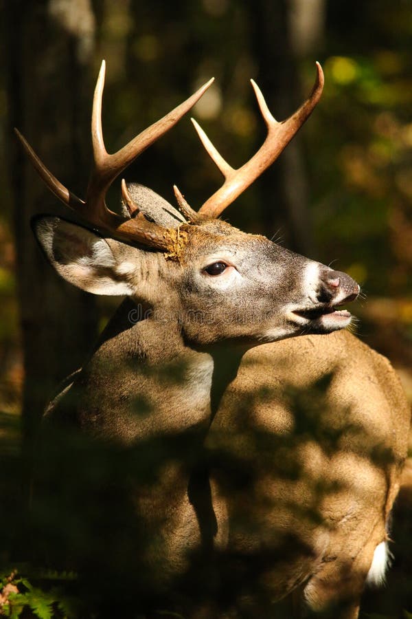 Whitetail Deer Buck Fall Rut Stock Photo - Image of hunting, portrait ...