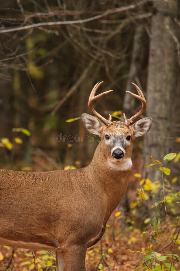 Whitetail Deer Buck during the Fall Rut Stock Photo - Image of stare ...