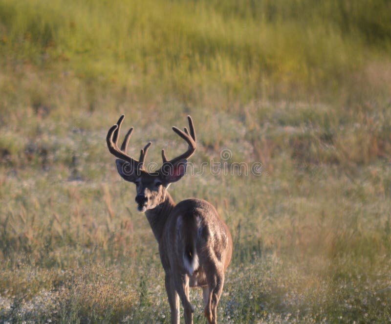 Whitetail Deer buck stock photo. Image of blue, buck - 77414918
