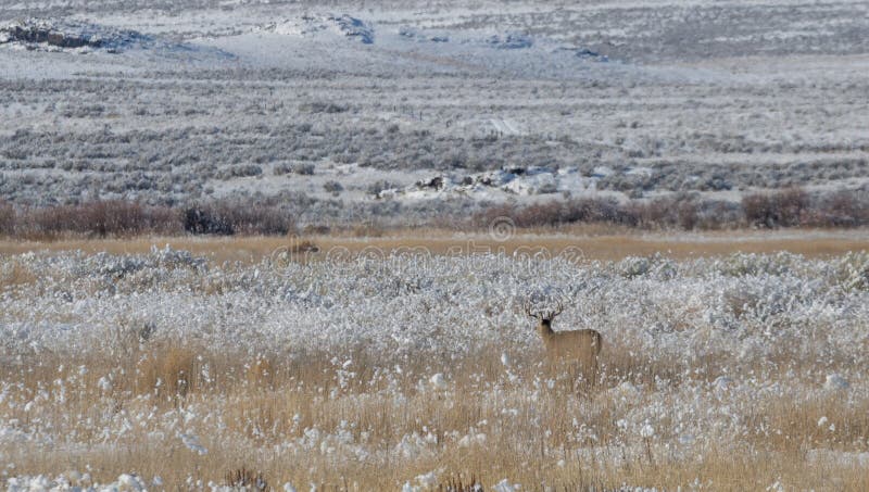 Whitetail Deer Buck in Idaho in Winter Stock Image - Image of outdoors ...