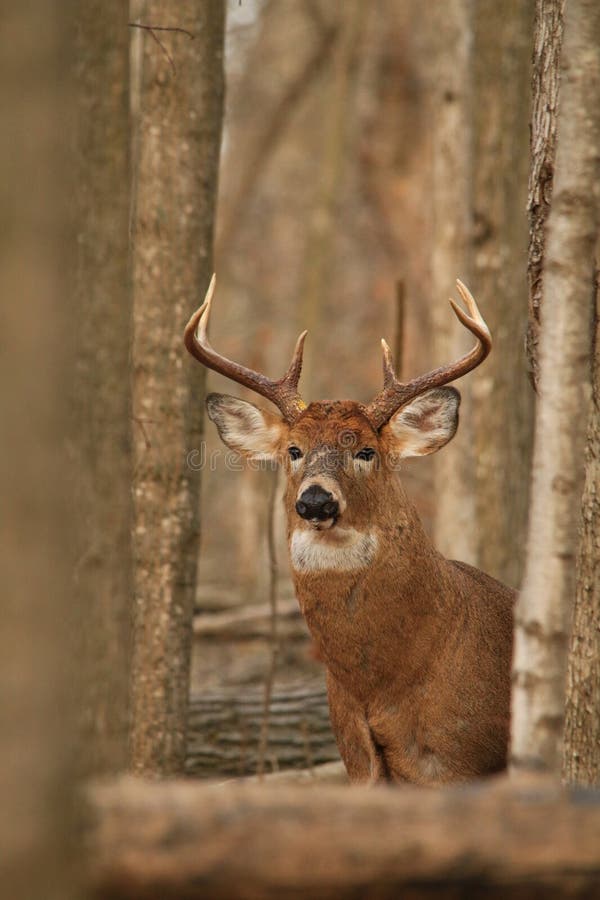 Whitetail Deer Buck Poses in Forest during Fall Rut Stock Image - Image ...