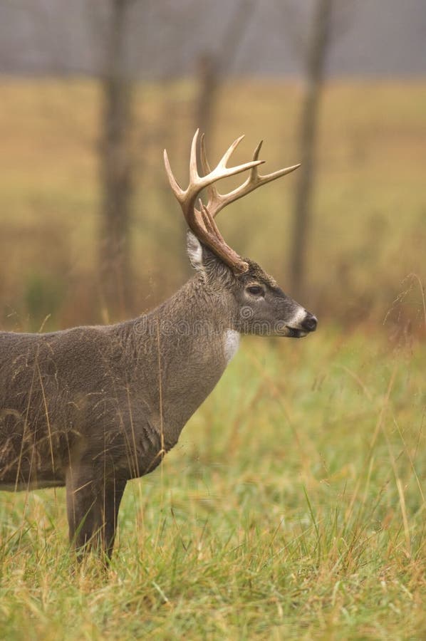 Whitetail Deer Buck Profile Stock Image - Image of rack, park: 523957