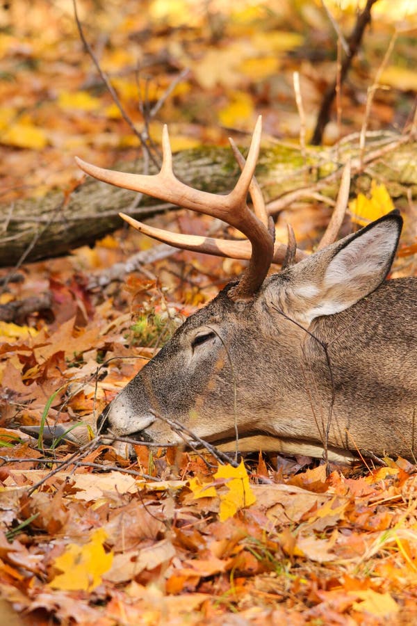 Whitetail Deer Buck Resting Head Stock Image - Image of rack, light ...