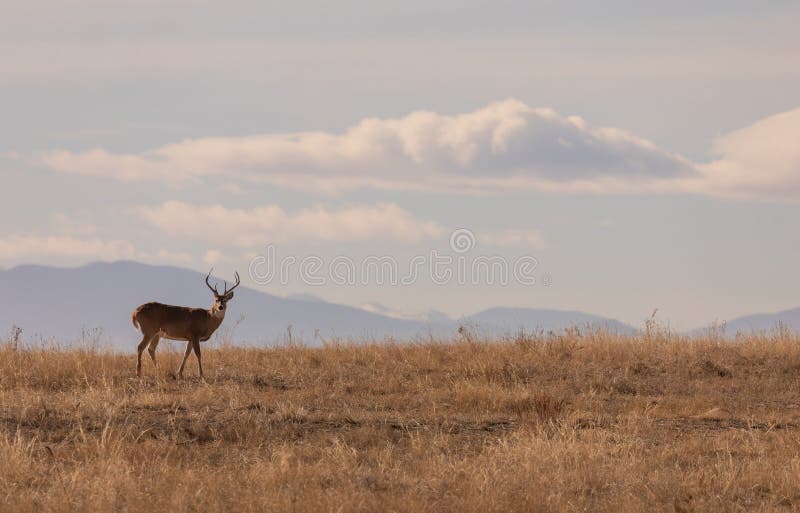 Whitetail Deer Buck on Ridge in Fall Stock Photo - Image of mammal ...