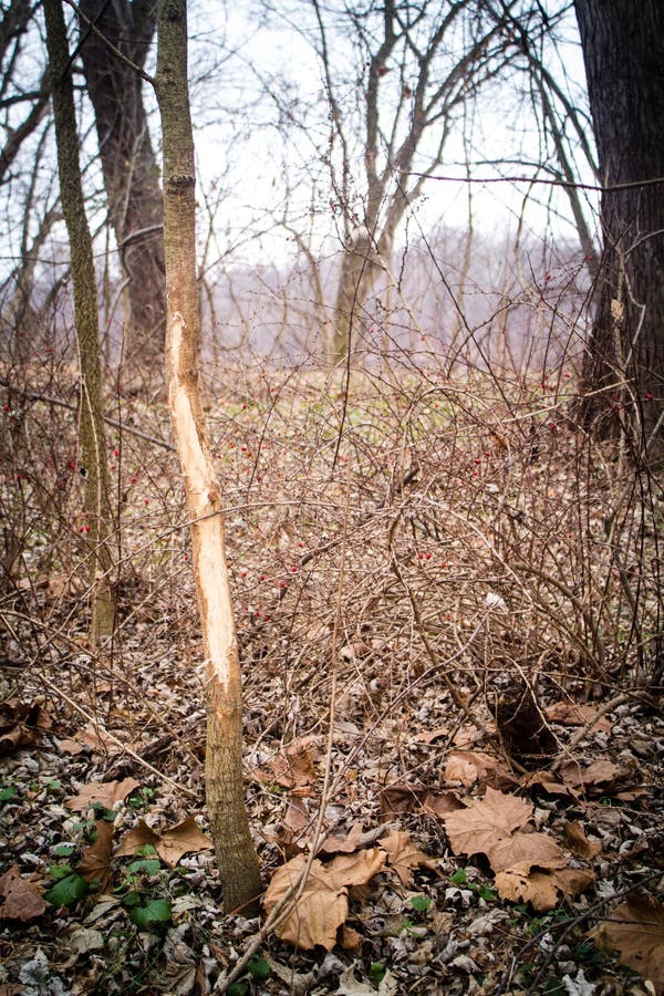 Whitetail Deer Buck Rub on Tree Stock Image - Image of buck, nature ...