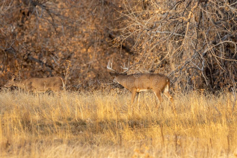 Whitetail Deer Buck in the Rut Stock Image - Image of wildlife, deer ...