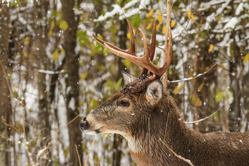 Whitetail Deer Buck Side Profile in Forest with Falling Snow Stock ...