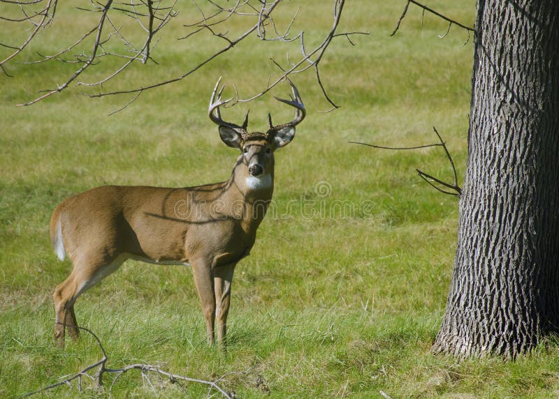 Whitetail Deer Buck stock image. Image of deer, wildlife - 32188641
