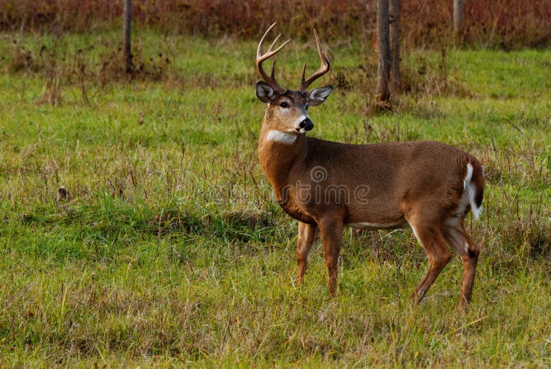 Whitetail Deer Buck Head from Above Stock Photo - Image of snout, still ...