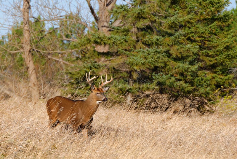 Whitetail Deer Buck stock image. Image of season, mammal - 35241445