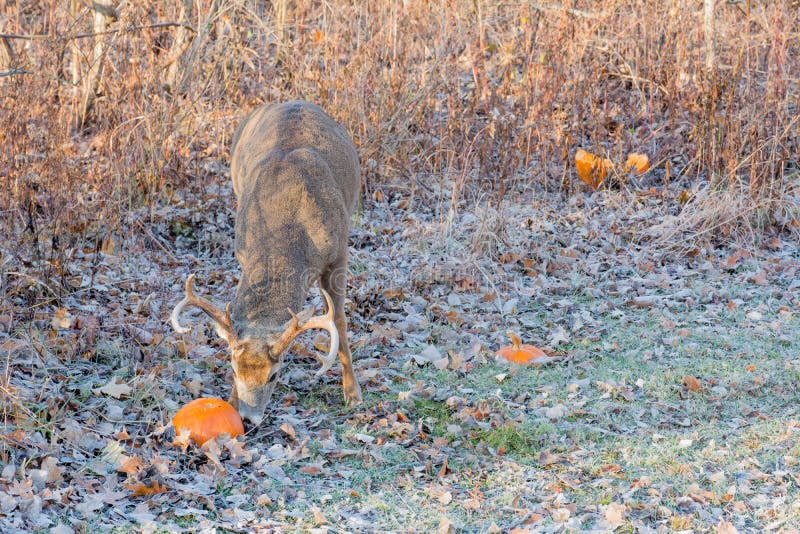 Non Typical Whitetail Buck stock photo. Image of wildlife - 8933918