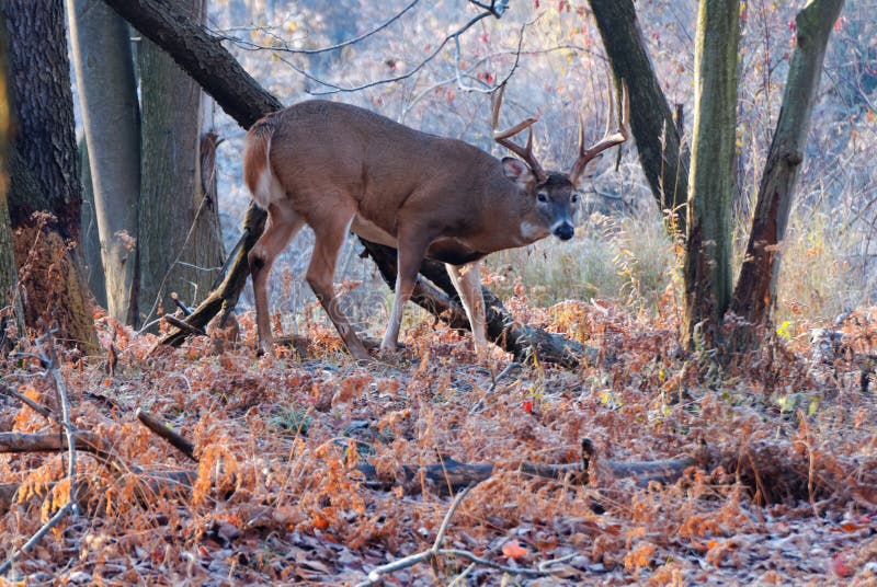 Whitetail Deer Buck stock image. Image of whitetail, animal - 34935111