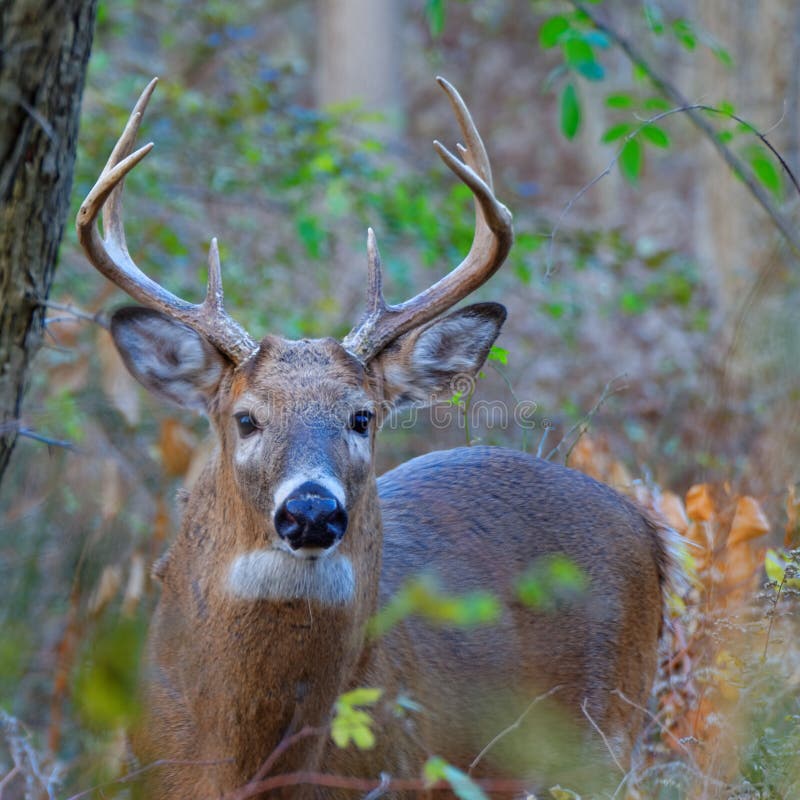 Ten Point Buck stock image. Image of point, season, rack - 3368115