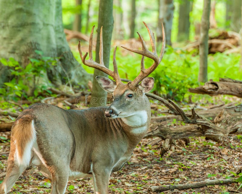 10,247 Whitetail Deer Buck Photos - Free & Royalty-Free Stock Photos ...