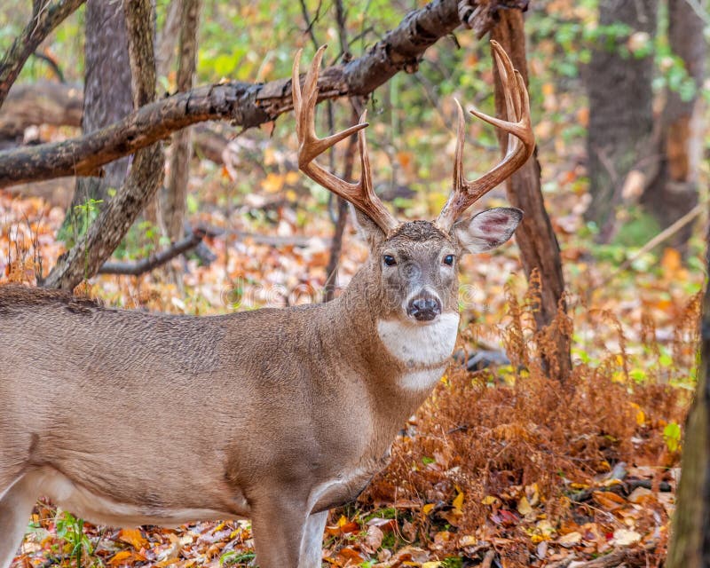 Rutting Whitetail Deer Buck Stock Image - Image of outdoors, field ...