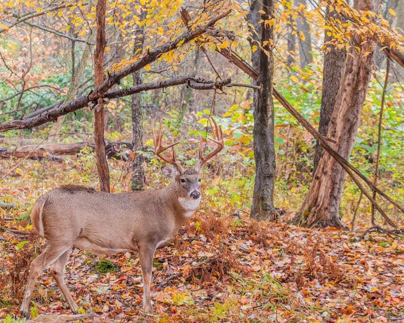 Whitetail Deer Buck stock image. Image of wild, whitetail - 45886153