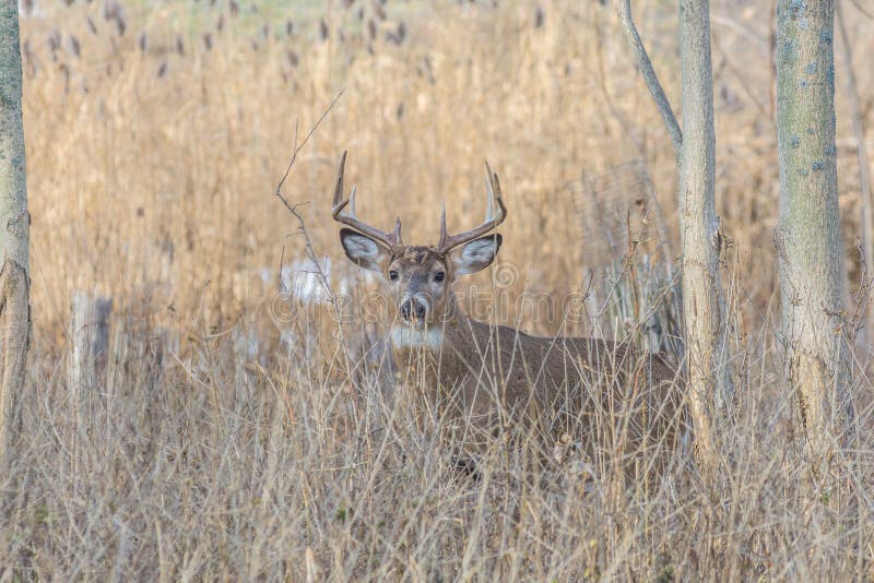 Whitetail Deer Buck stock image. Image of whitetail, stag - 47604387