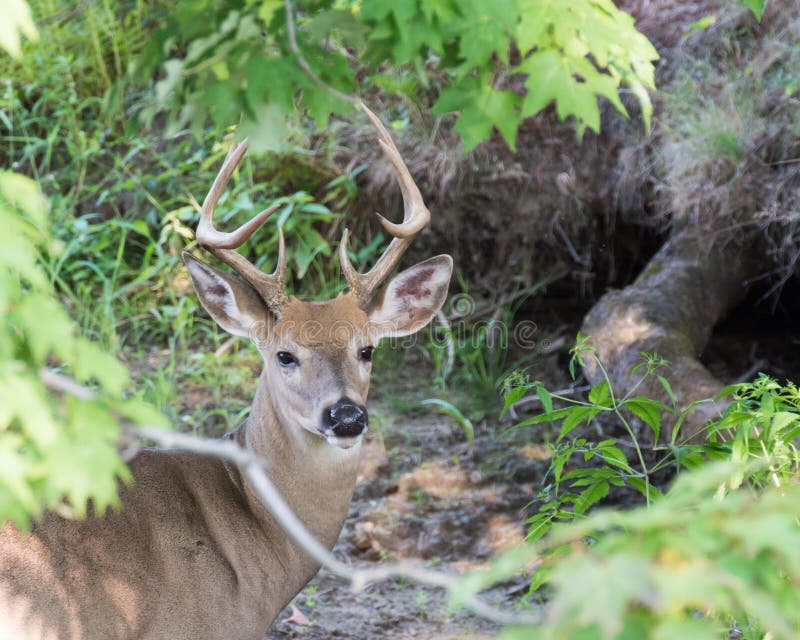 Whitetail Deer Buck stock image. Image of nature, stag - 76868601