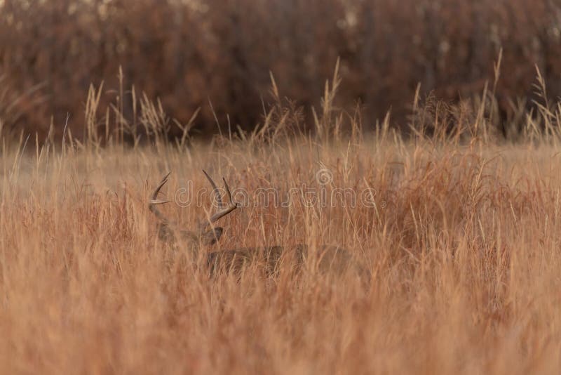 Whitetail Deer Buck in Tall Grass in Fall Stock Photo - Image of animal ...