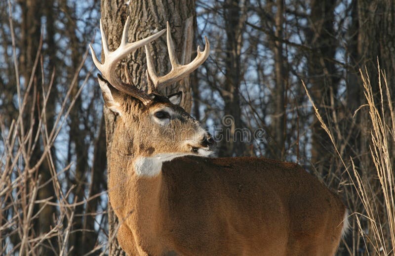 Whitetail Deer Buck Tall Rack Stock Image - Image of adult, point: 17736567