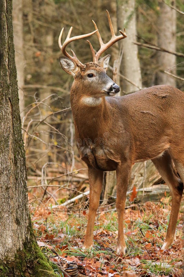 Whitetail deer buck stock photo. Image of trophy, national - 134162