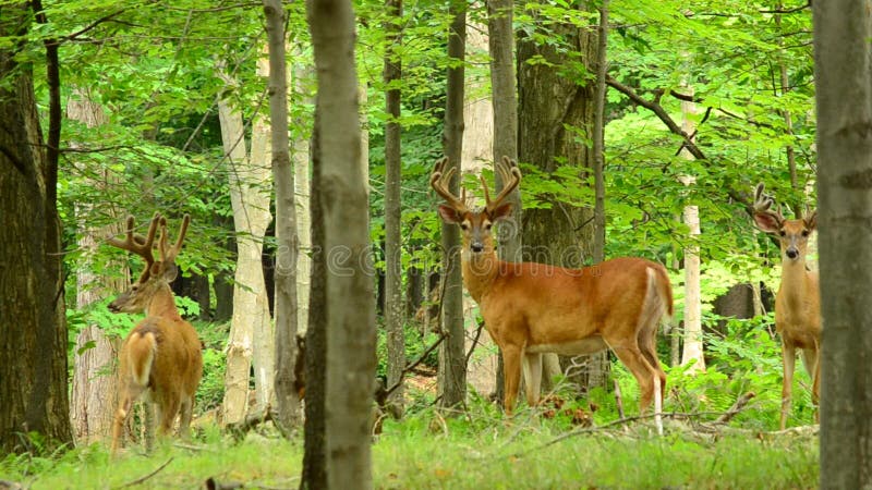 Whitetail Doe Deer Stomping and Snorting in the Wild. Stock Footage ...