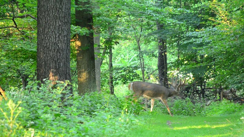 Whitetail Doe Deer Stomping and Snorting in the Wild. Stock Footage ...