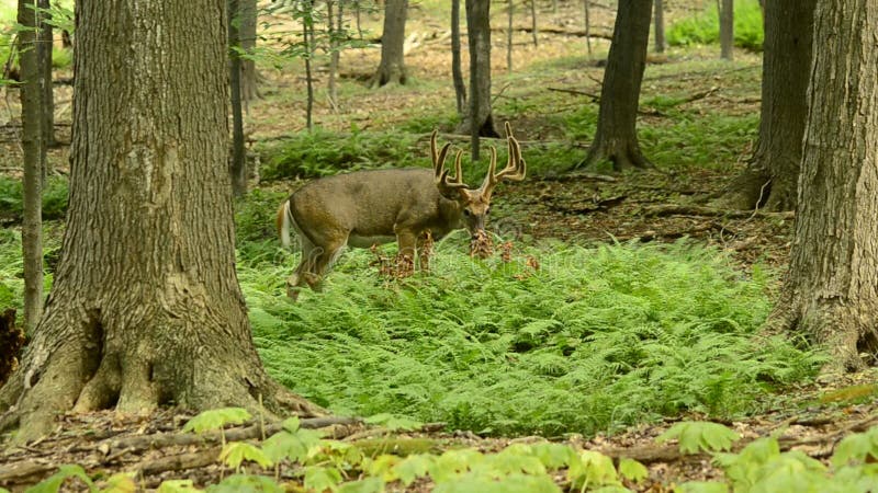 Whitetail Doe Deer Stomping and Snorting in the Wild. Stock Footage ...