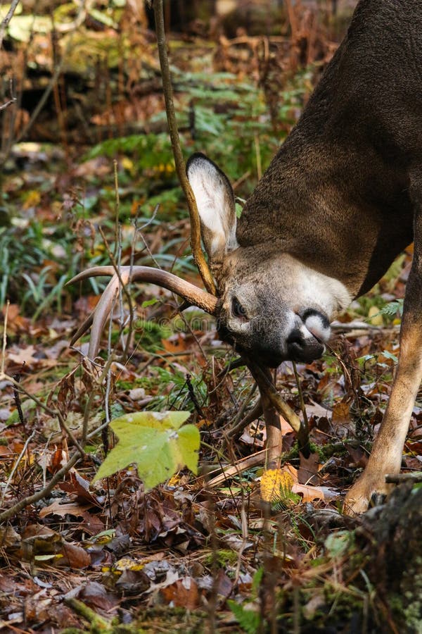 Whitetail Deer Buck Working a Rub Stock Photo - Image of profile, deer ...