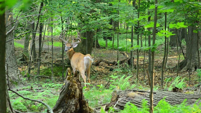 Whitetail Deer Bucks stock video. Video of antlers, bucks - 84241583