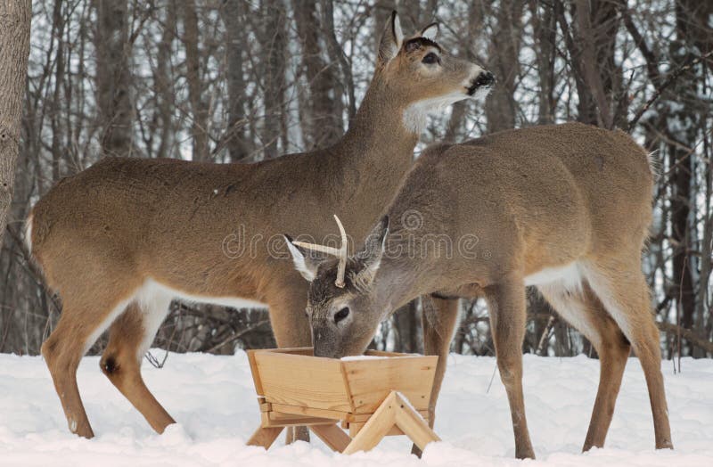 Birds on Bird Feeder in Winter Stock Image - Image of cardinals ...