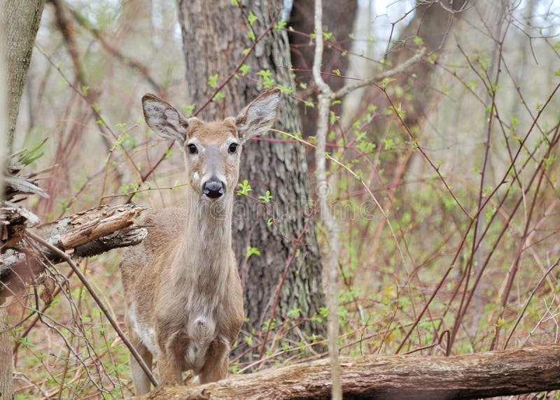 Whitetail Deer Button Buck stock image. Image of male - 19369707