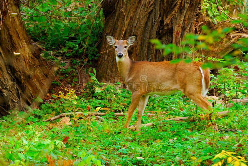 Button Buck Whitetail Deer (Odocoileus Virginianus Stock Image - Image ...