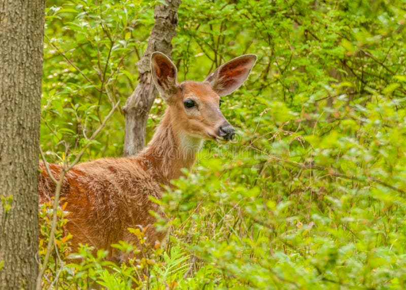 Button Buck Whitetail Deer (Odocoileus Virginianus Stock Image - Image ...