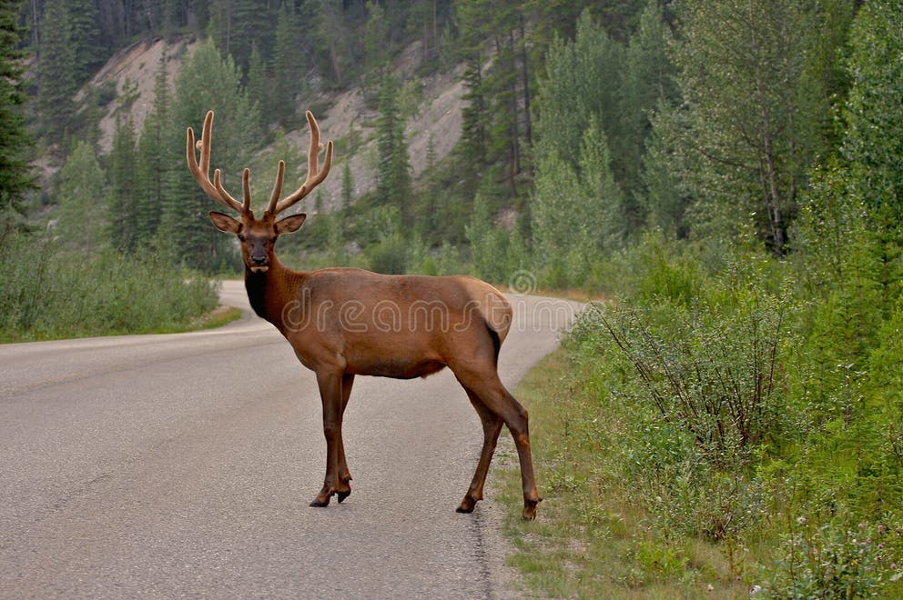 Whitetail deer in Canada. stock photo. Image of people - 10662562