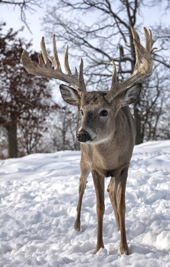 10 Point Whitetail Buck Deer Stock Image - Image of deer, wildlife ...