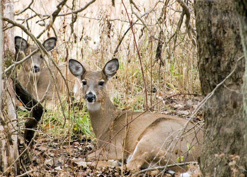 Whitetail Deer Doe stock photo. Image of outdoors, whitetail - 11963080